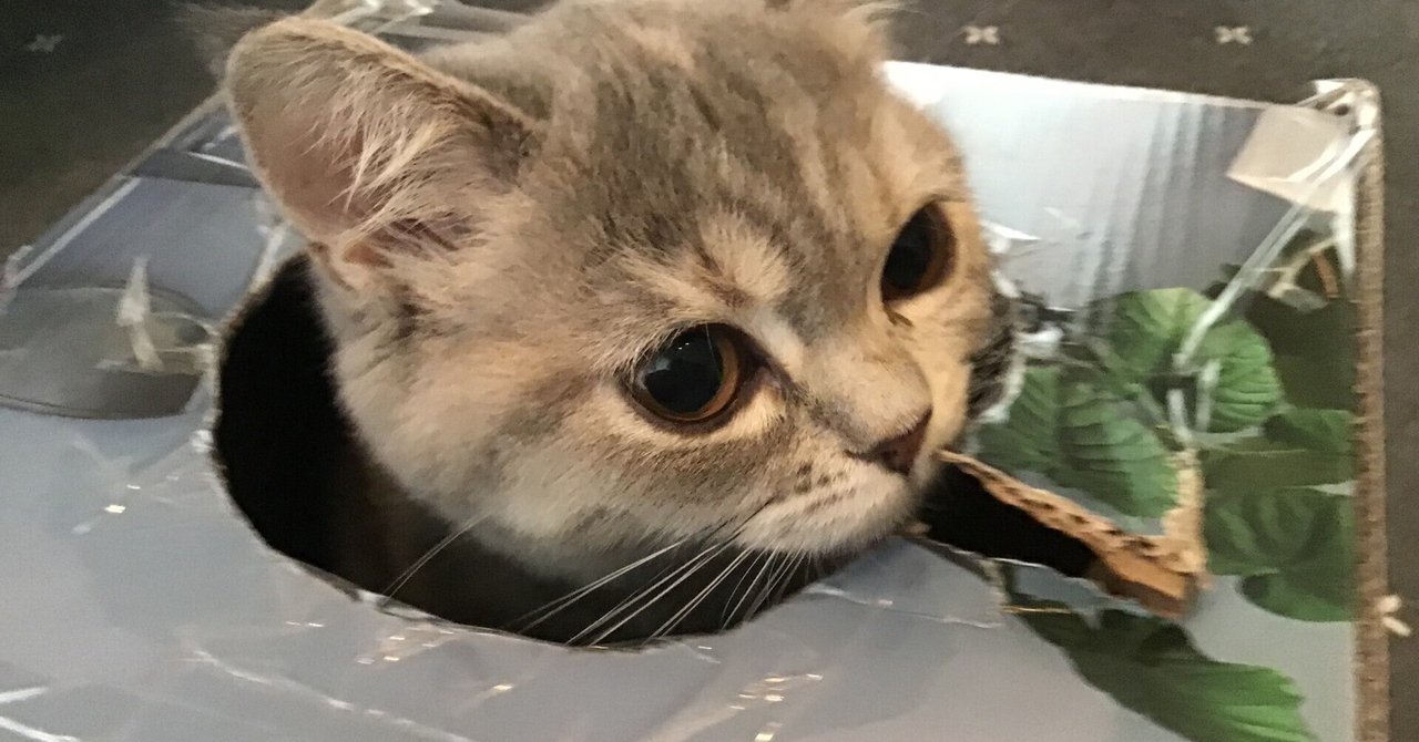 福ちゃんかわいいー！｜Sarah(NS)｜note