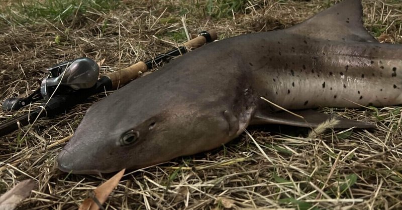 とうとうサメに手を出した #1｜GAKU｜note