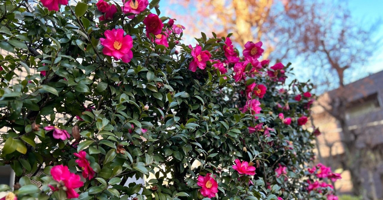 【詩】グミ｜ayano_leizen 冷泉文野｜note