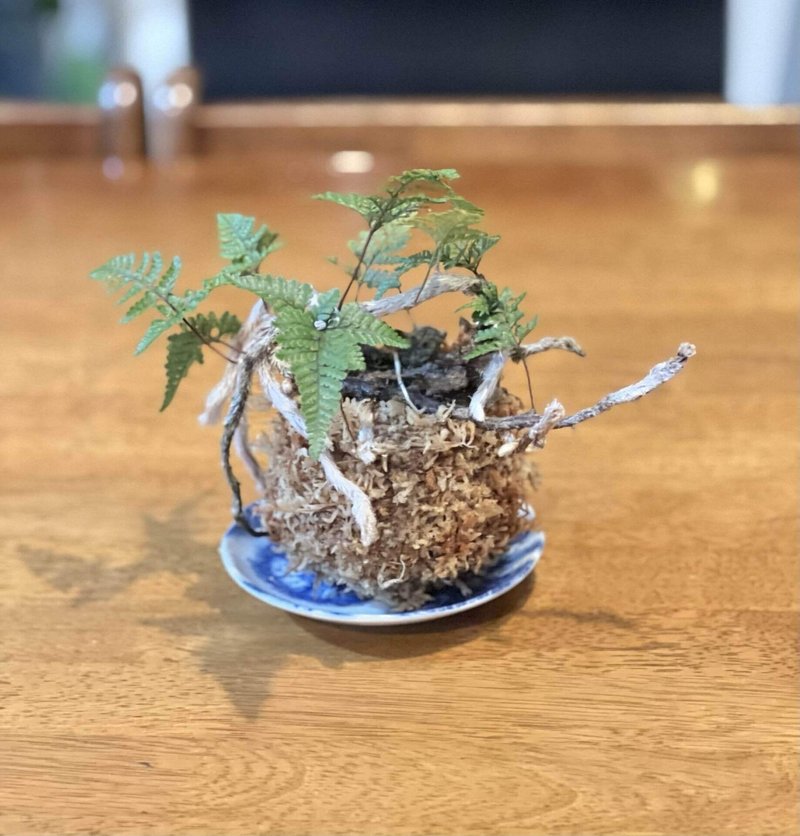 初めての苔玉｜ao_AKEMI｜note