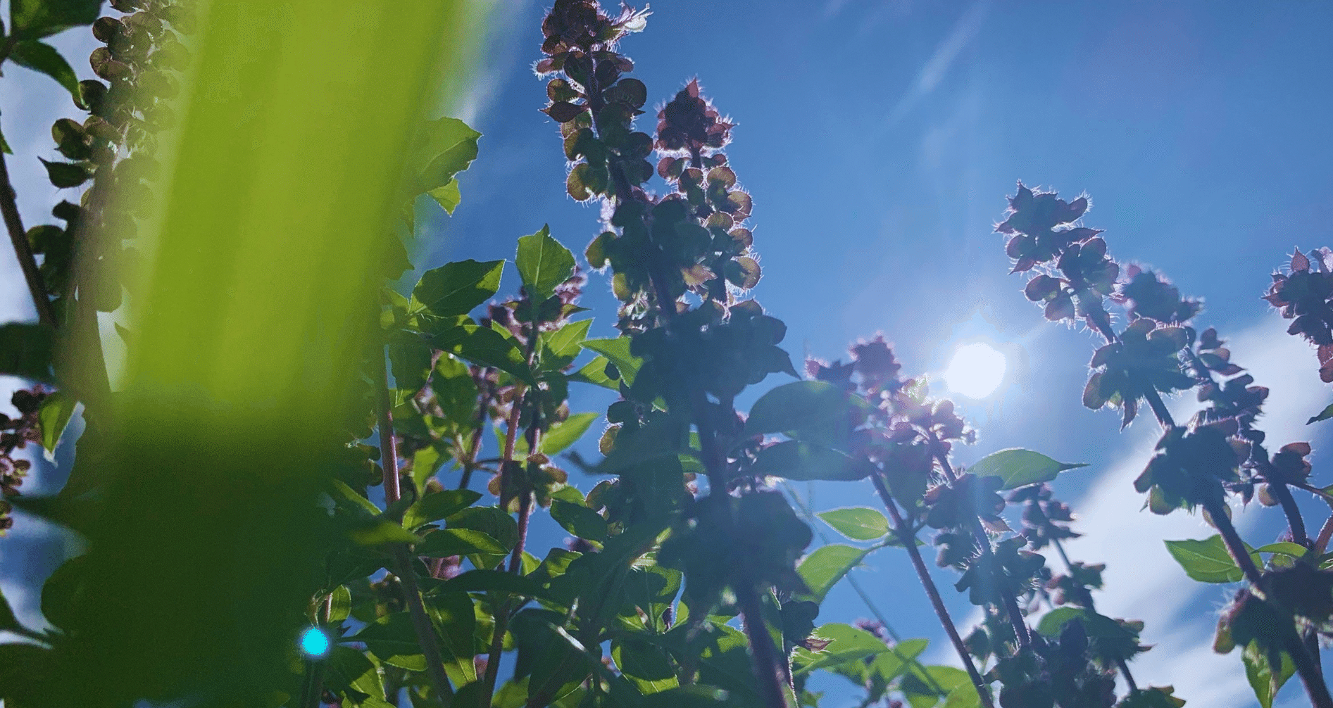 𝑺𝑨𝑶𝑹𝑰_靈氣𝒕𝒆𝒂𝒄𝒉𝒆𝒓𓆃｜note