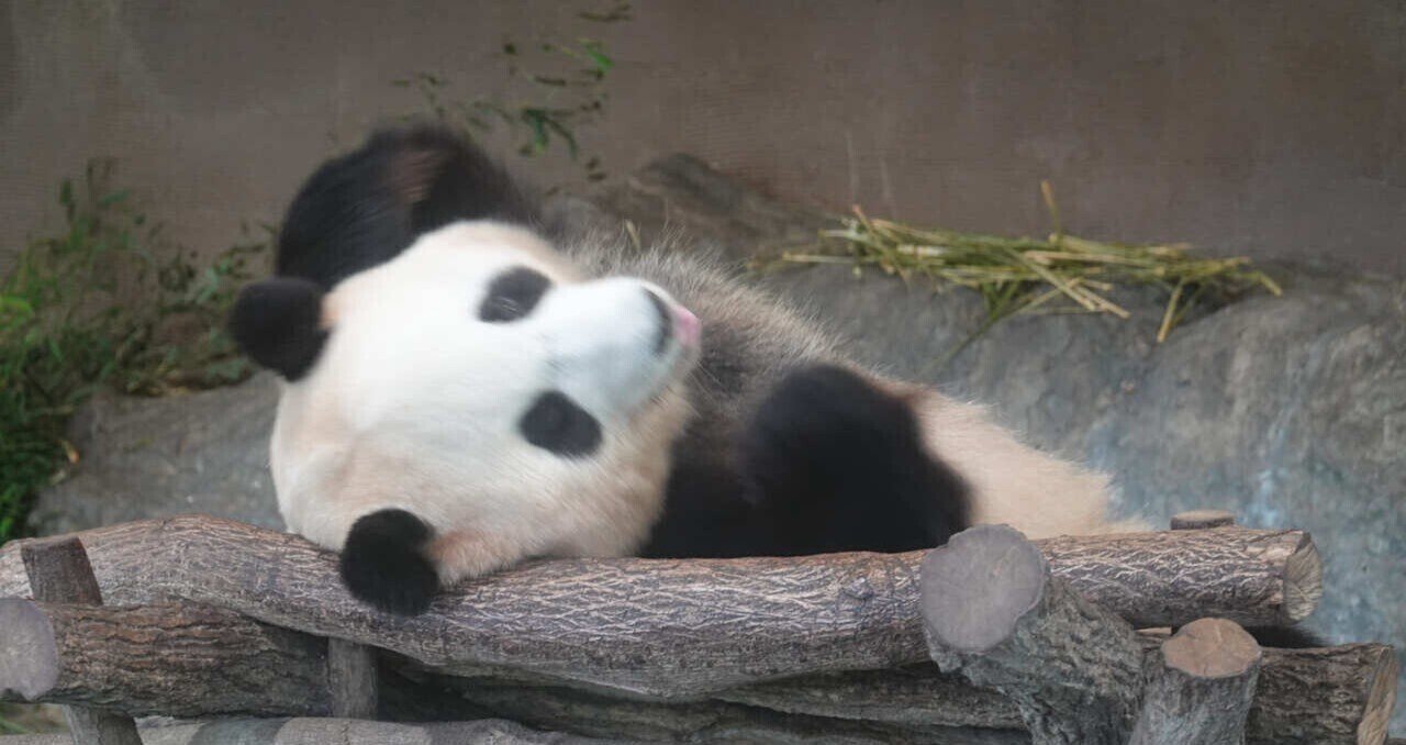 岡本真／Makoto Okamoto＠arg｜note