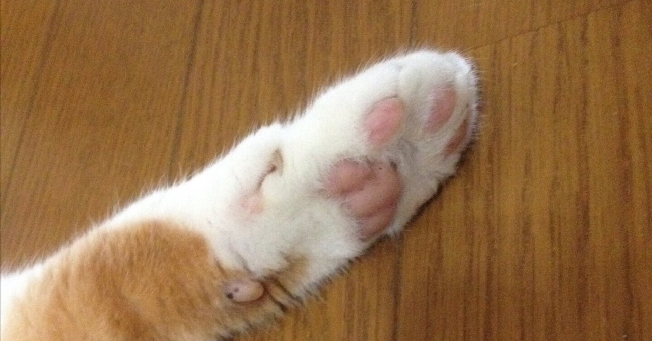 肉球｜Kyoko_Olga｜note