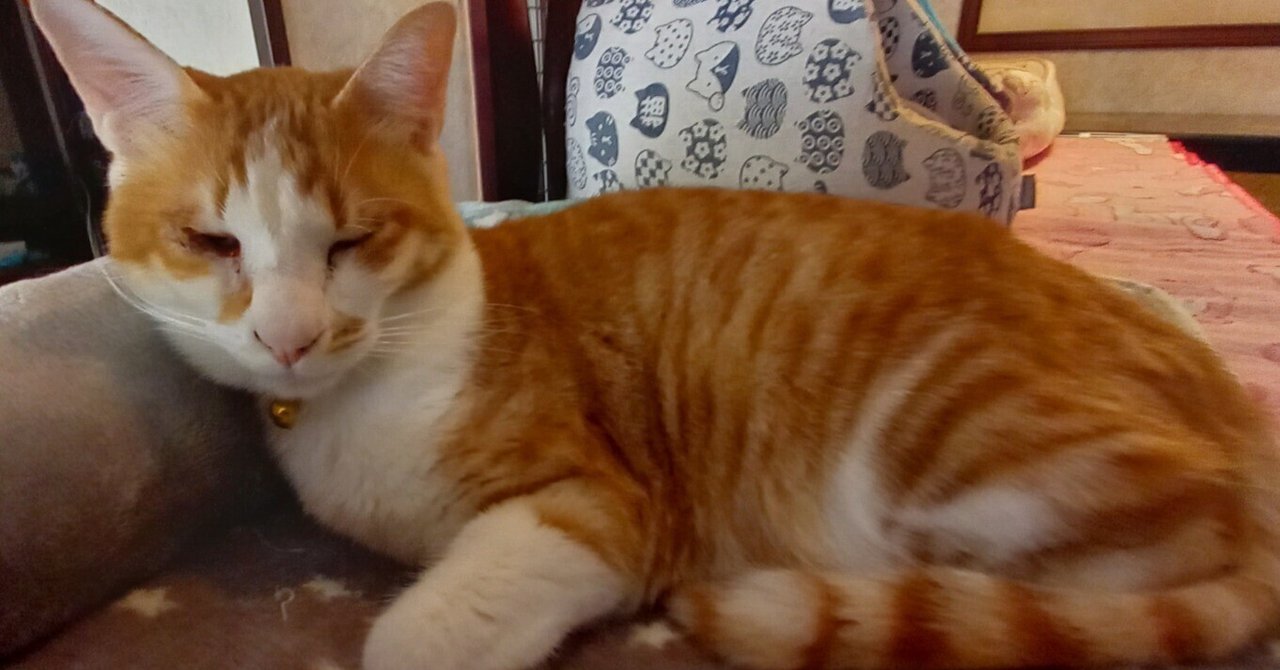 TNR活動(=^・^=)｜NPO法人あおぞら