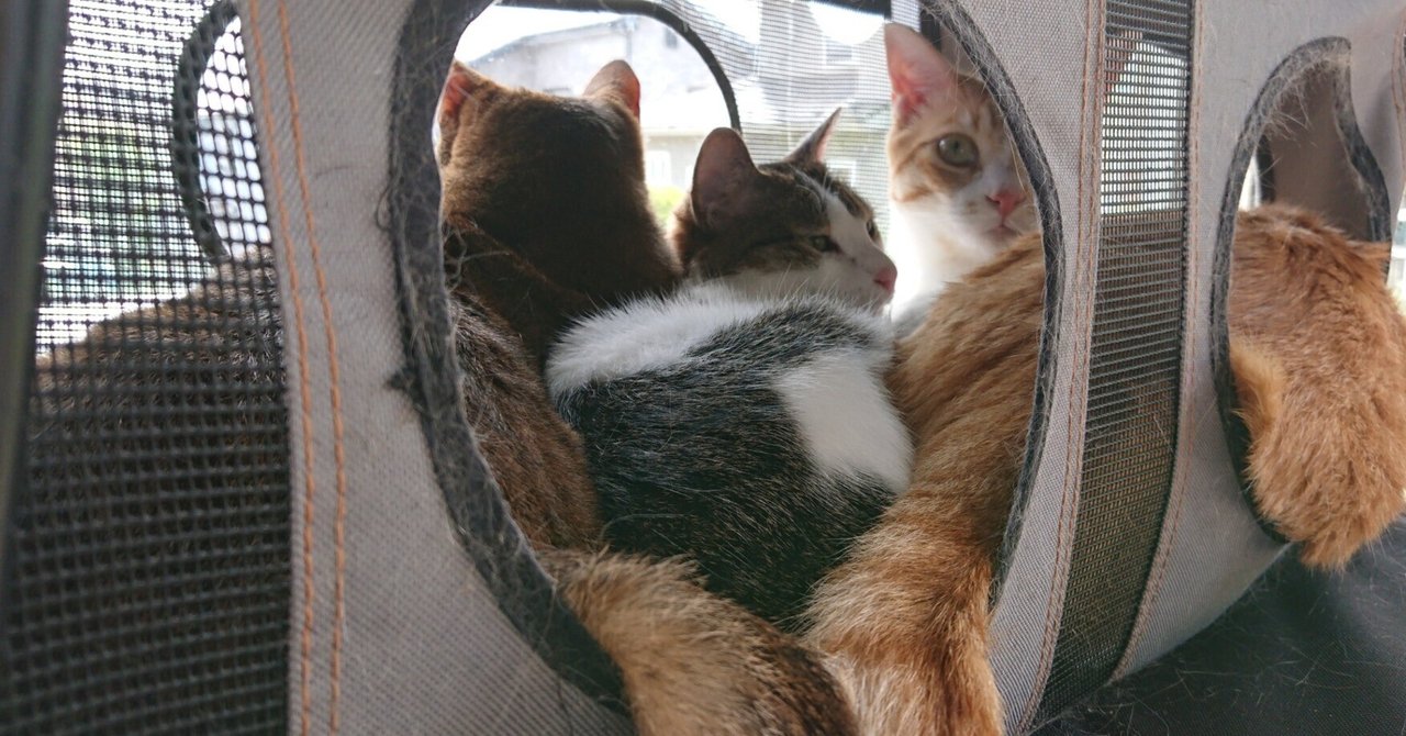 奇跡講座WB実践189 私は今、自分の中に神の愛を感じる｜(Linp&Ruru)本当の自分を知り、本当の自分として生きる｜note