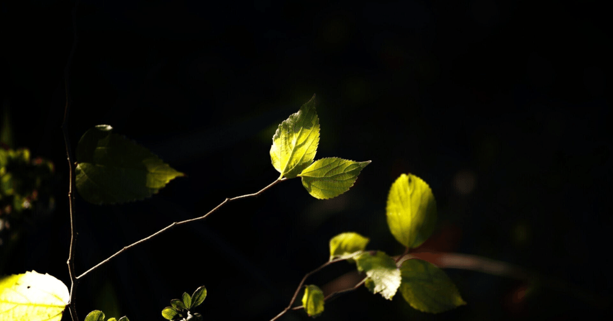 「人に期待しない」が人生のモットー/155日目｜baka_yuki
