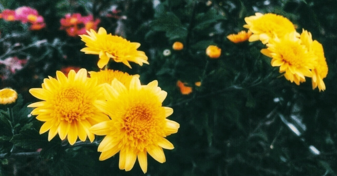 群衆哀歌 26｜風木 愁 -Syu Kazaki-