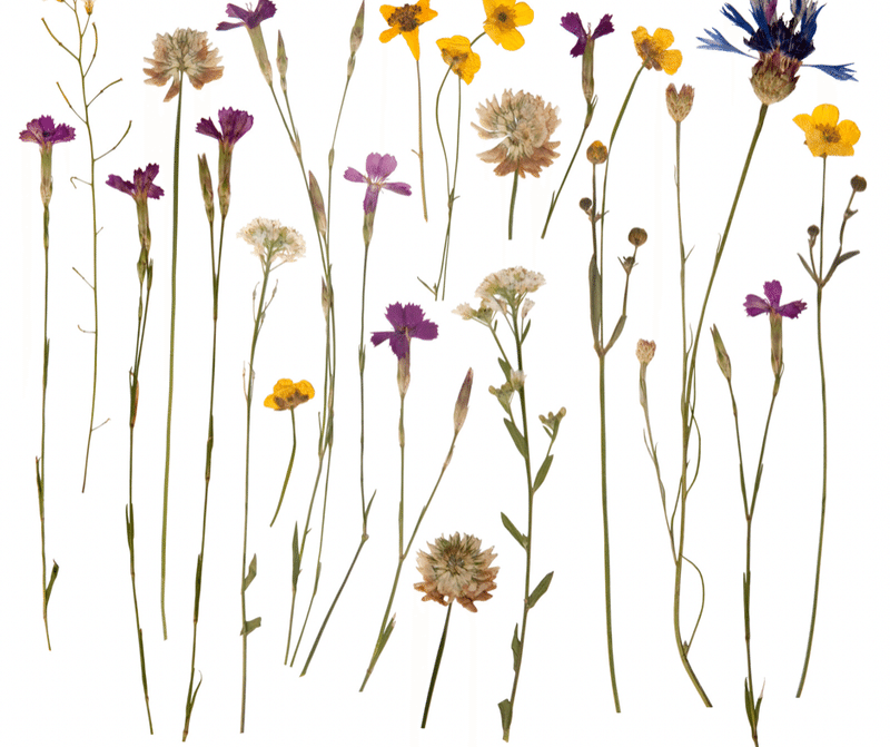 ドライフラワーと押し花作り｜shirokuma KOBE｜note