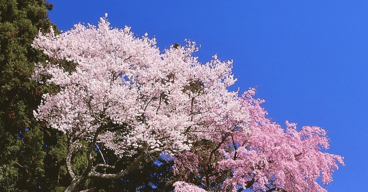 映える桜スイーツ｜咲良 桜子