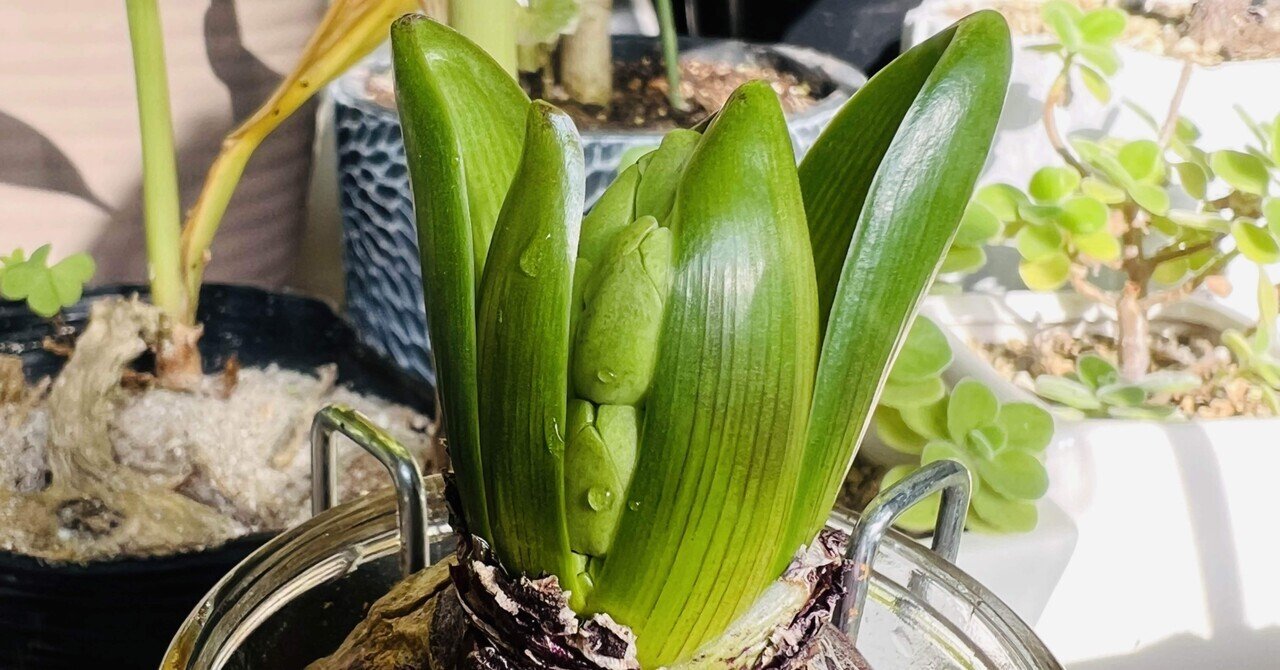 ヒヤシンス 水耕栽培｜ao_AKEMI｜note