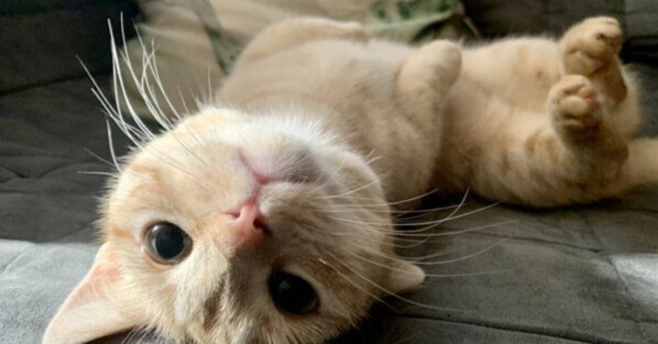 セーフ｜shironeko｜note