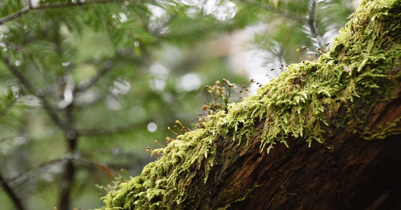 地方で飲食店開業のリアル②｜新村彰人/Shimmura Akito｜note