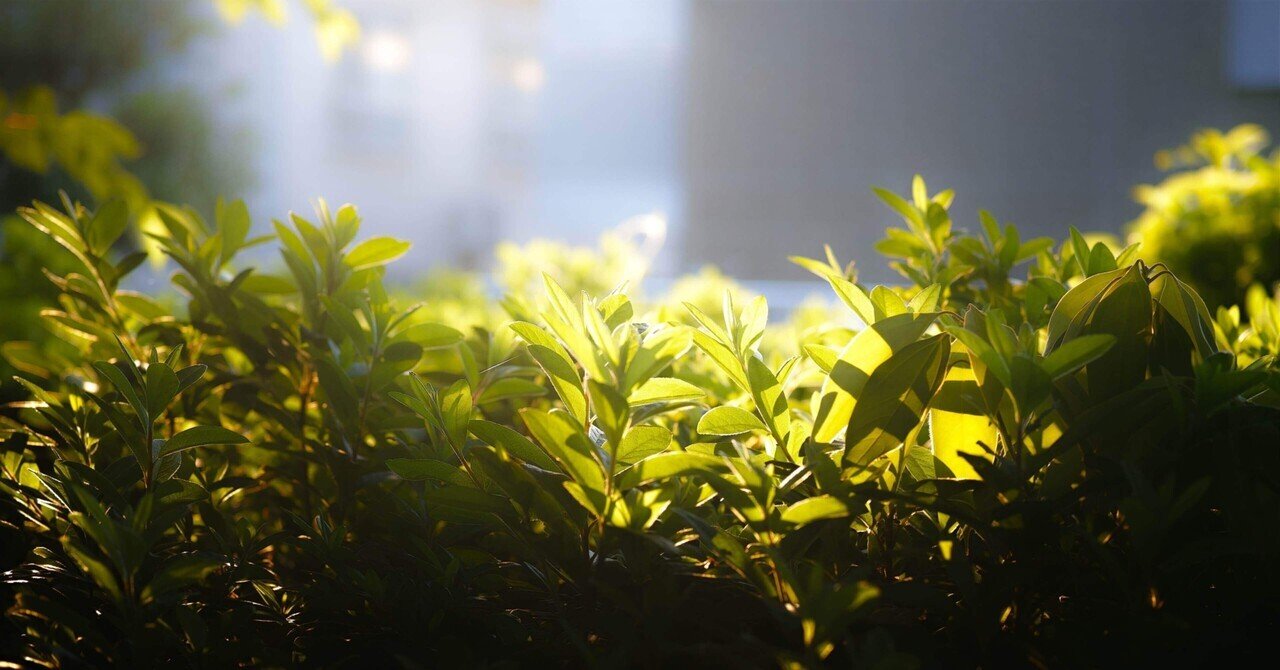 2023上半期の目標｜あさね（精神保健福祉士）｜note