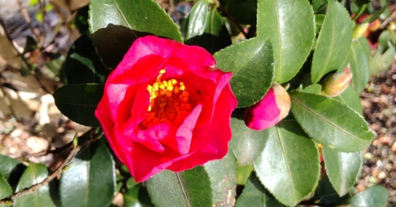 美人ぞろい ｜saori｜note