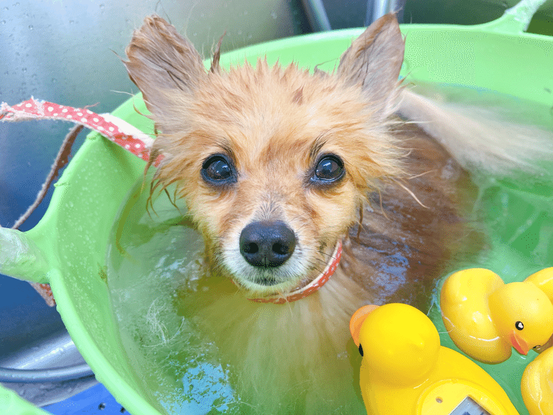 ぽかぽか🌞｜ペットサロン perro&gato（亘理店）｜note