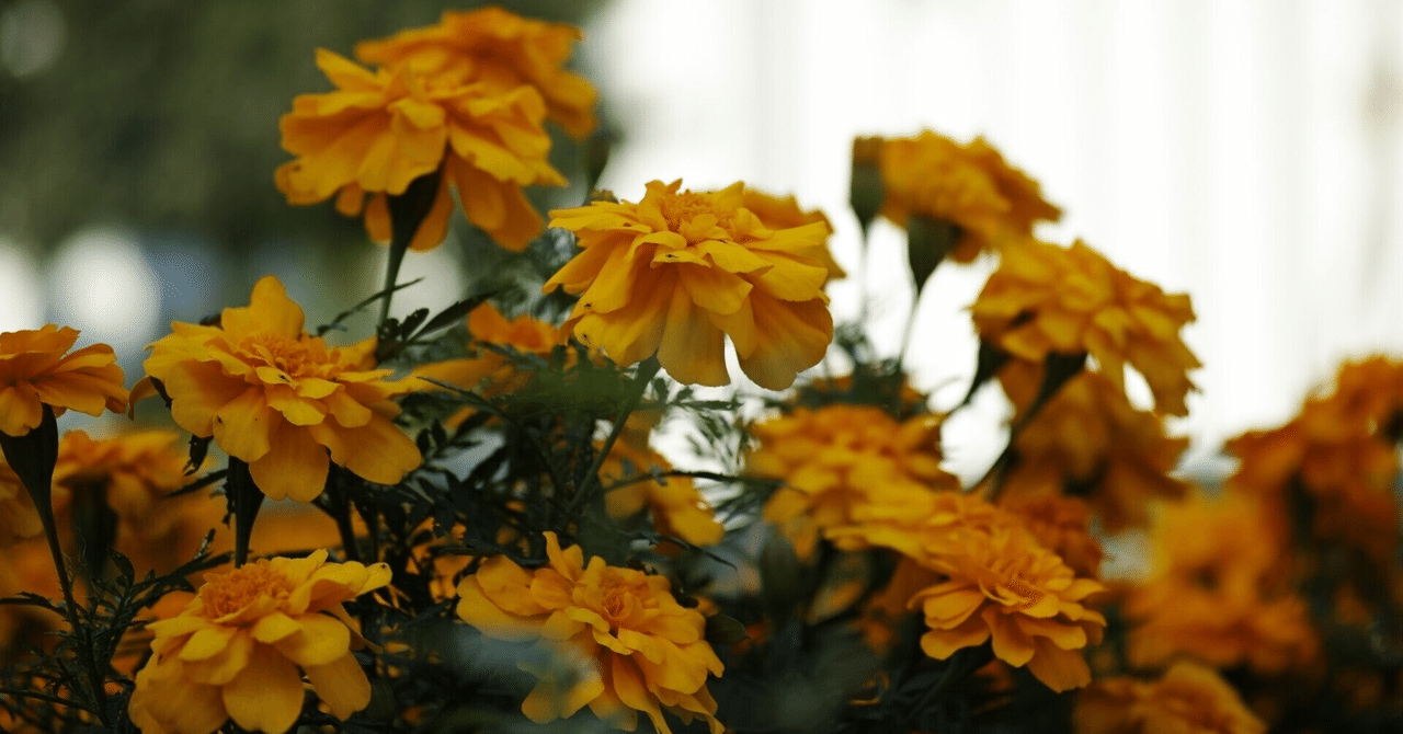 1/13.ini｜fumi｜note