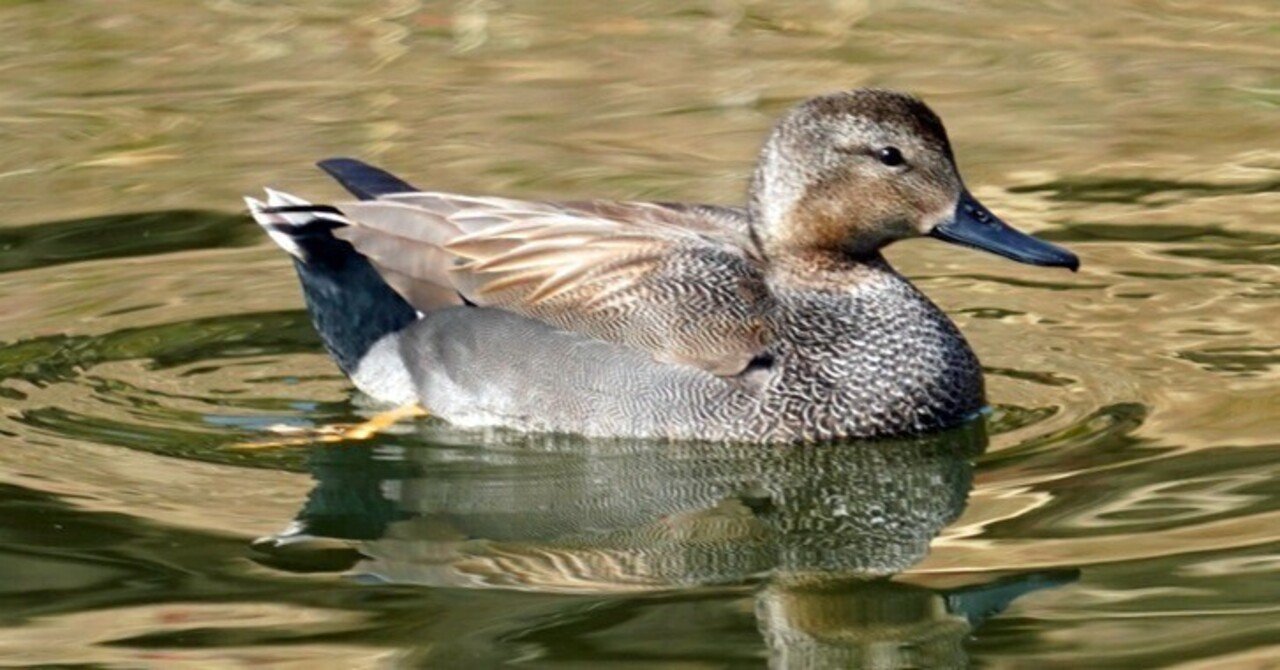 オカヨシガモ｜Chacoder｜note