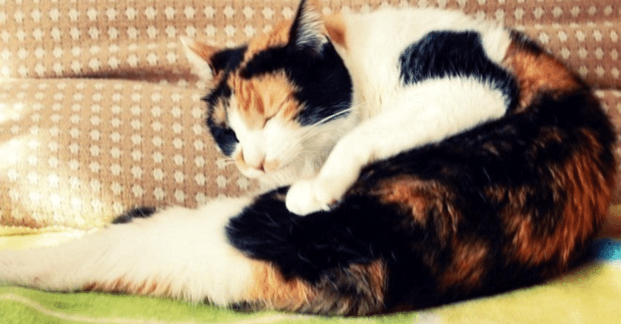 éliminer la graisse du ventre(腹の脂肪を落とす)｜Emika@Nihongo Blog｜note