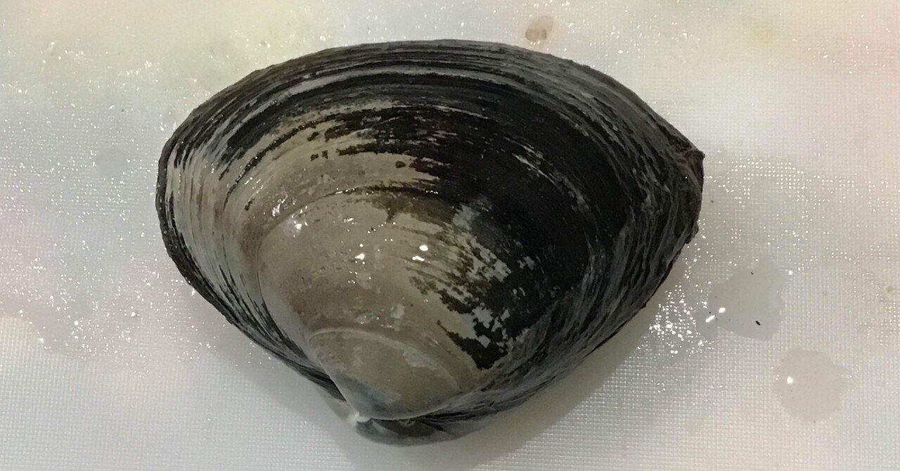 ウバガイ｜Yoshi oka｜note