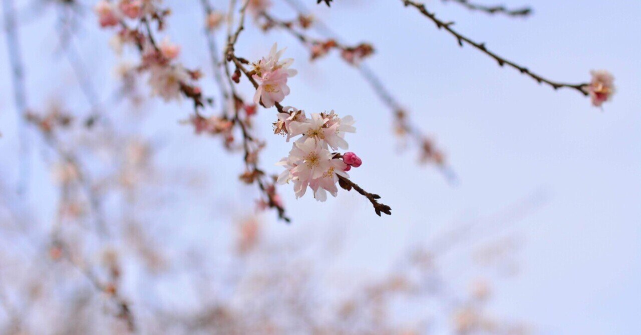 紅枝垂桜が咲き始め🌸｜Ruru*Pino｜note