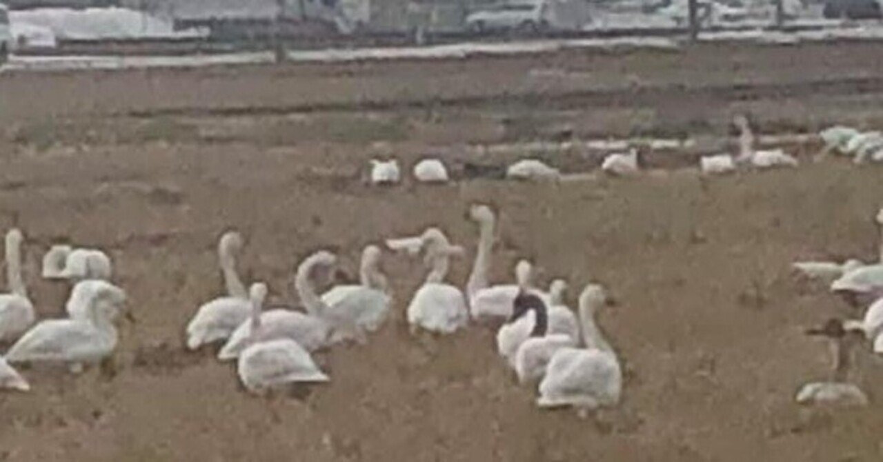 今日の1枚（2023/1/14）｜Chikako｜note