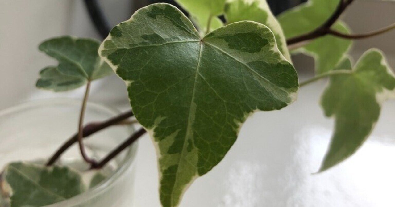 動けないからこそ、精一杯さが輝く。｜志乃田たぐる[Taguru Shinoda]