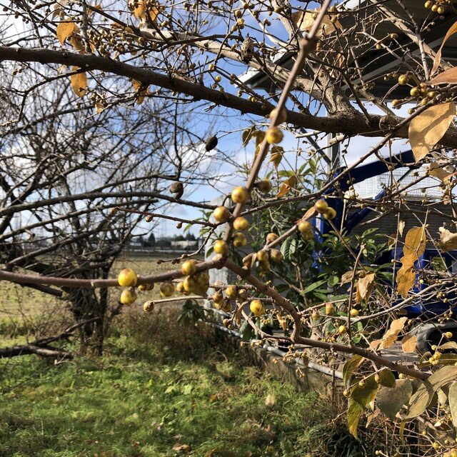 Fight to Alive English version｜Gotzh｜note