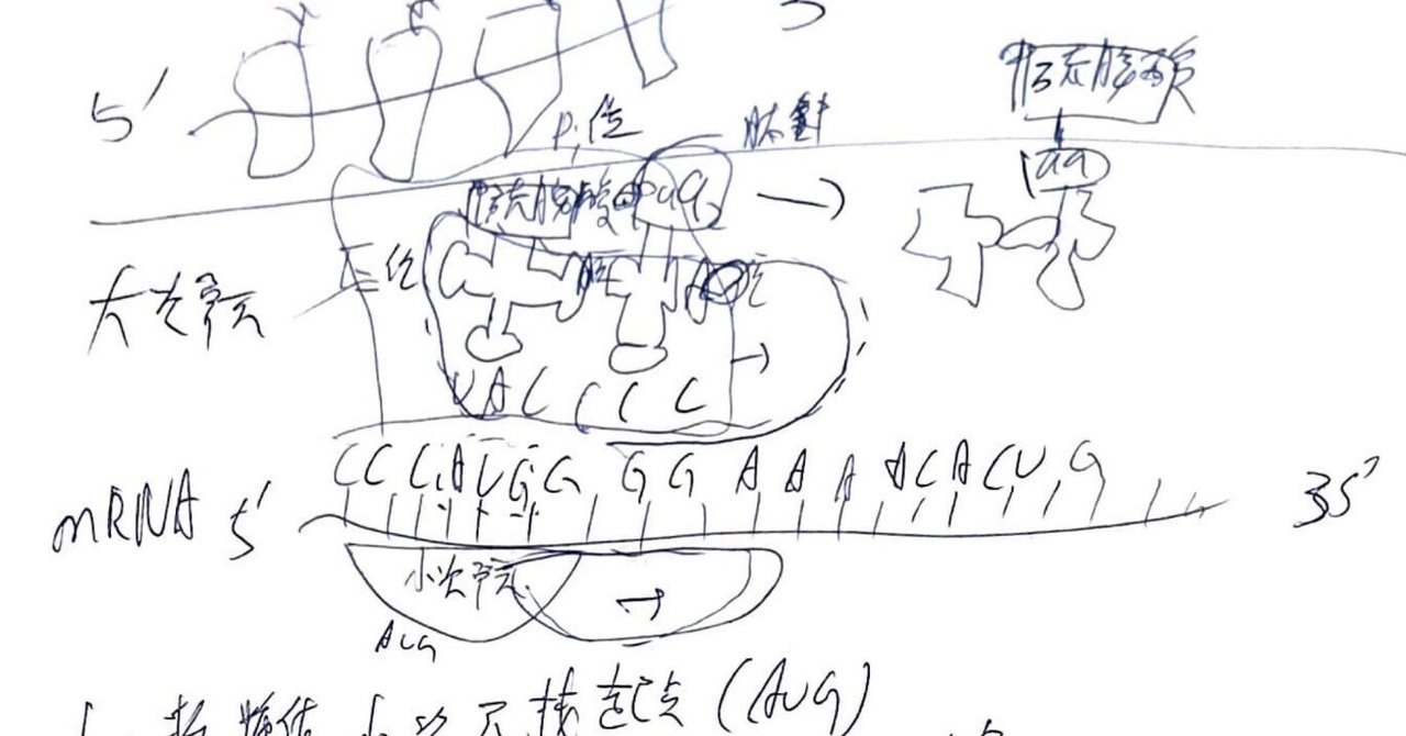 【直筆ノート】共通テスト勉強時に書いた生物のノート｜Mintson