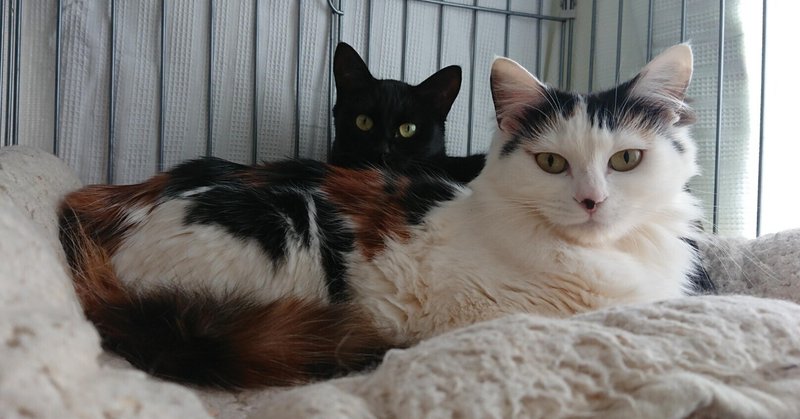 奇跡講座WB実践198 私の咎めだけが私を傷つける｜(Linp&Ruru)本当の自分を知り、本当の自分として生きる