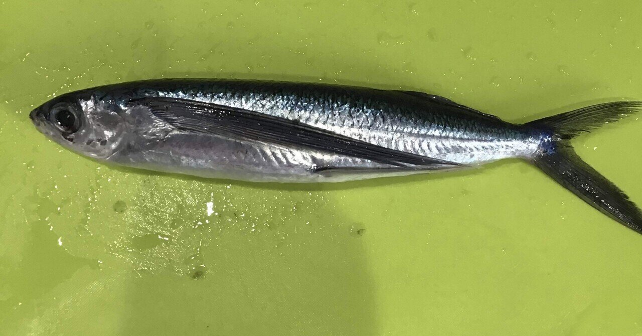 トビウオ｜Yoshi oka｜note