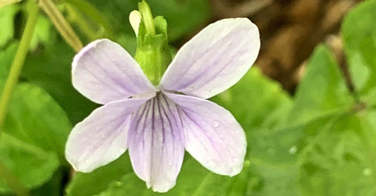 リュウキュウコスミレ｜pruru｜note