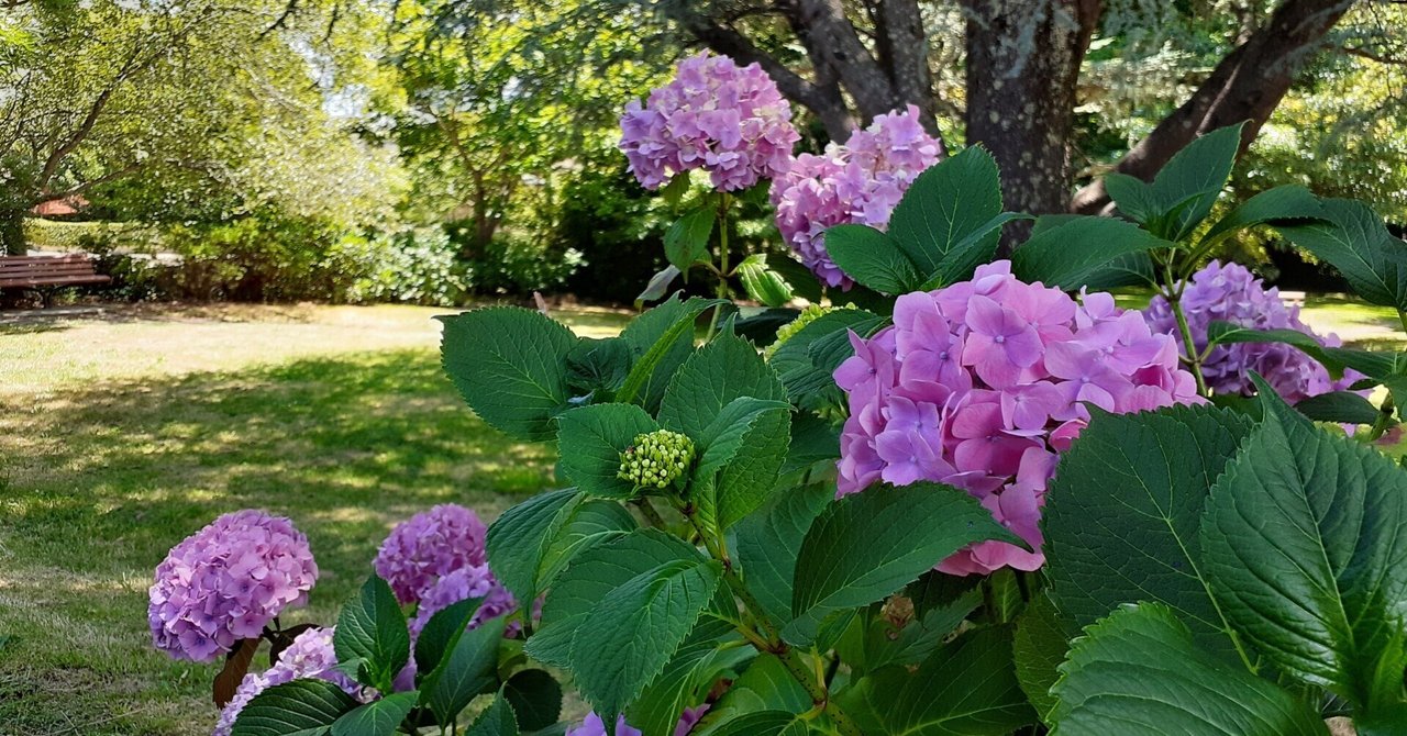 【オーストラリアワーホリ 終盤編】 ちゃんと仕事をしてきて良かった｜Arisa｜note