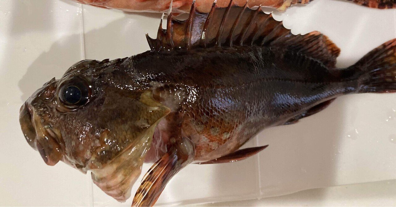 カサゴ｜Yoshi oka