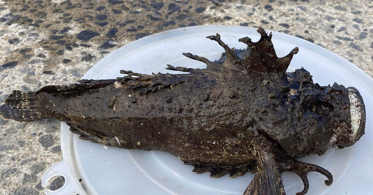 オニオコゼ｜Yoshi oka｜note