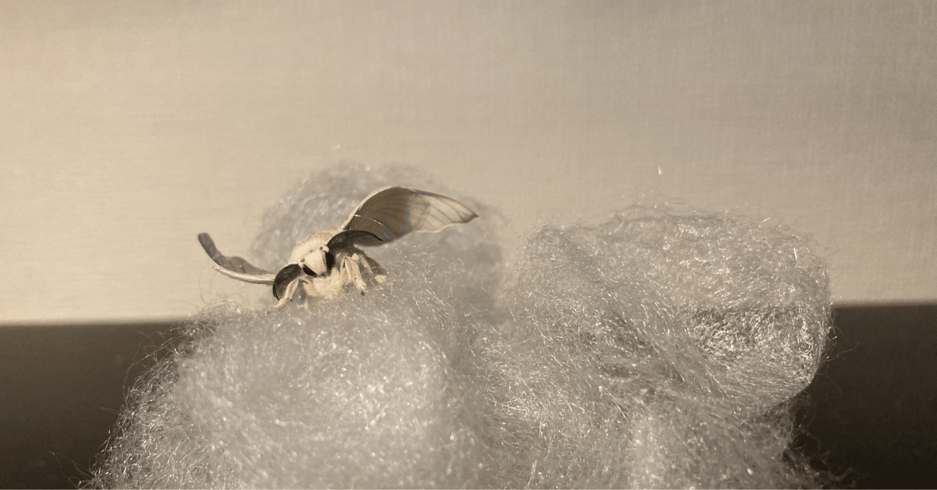 つむぎ徒然｜social work station つむぎ｜note