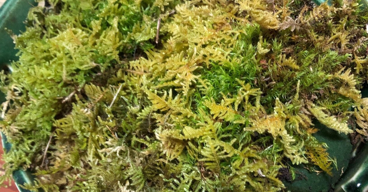 ふと・・・思う｜poporin