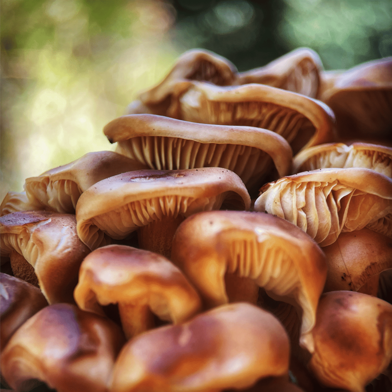 #そのへんの3cm vol.1663 iPhoneでマクロ1600回達成 #エノキタケ かな？｜フジイピカピ / そのへんの3cmを撮る人