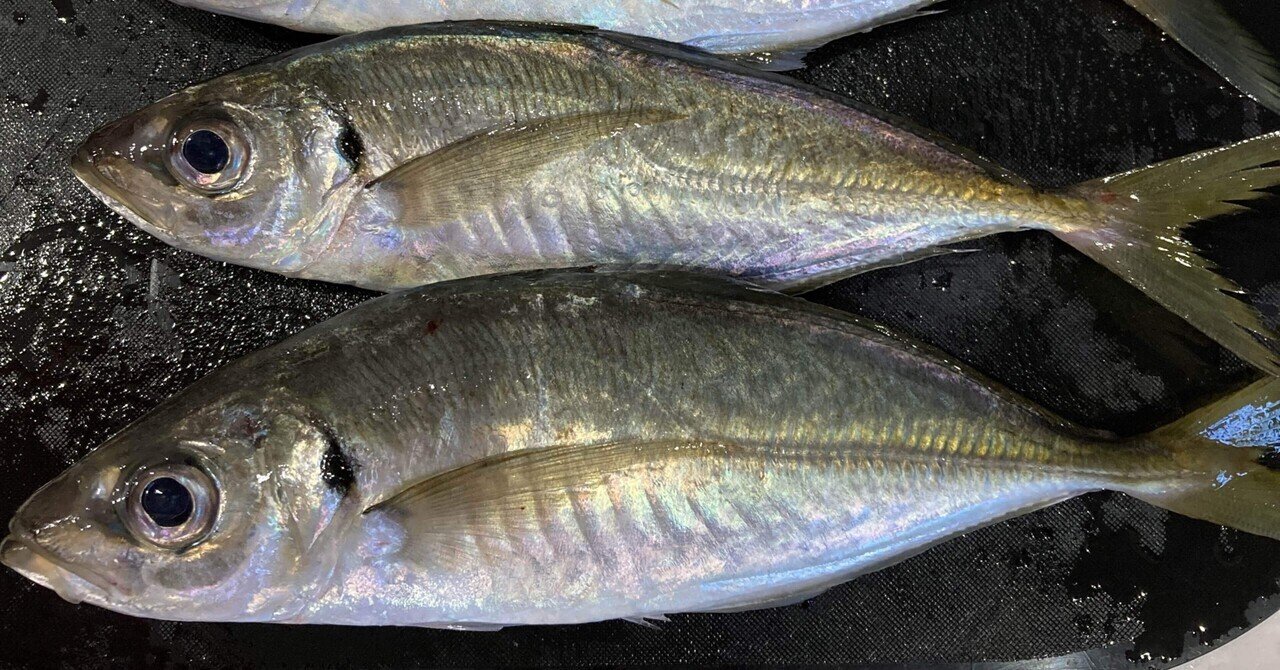 マアジ｜Yoshi oka｜note