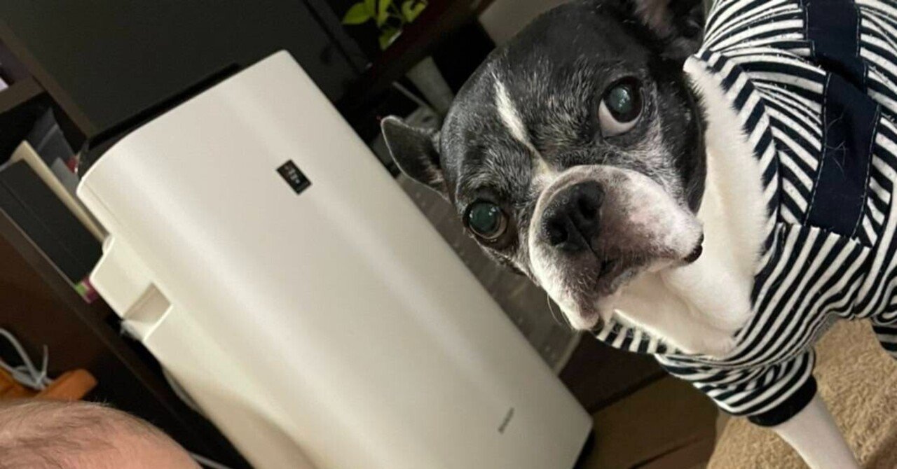 ここ数日のちい丸さんの様子｜新町真之介/shinnosuke shinmachi｜note