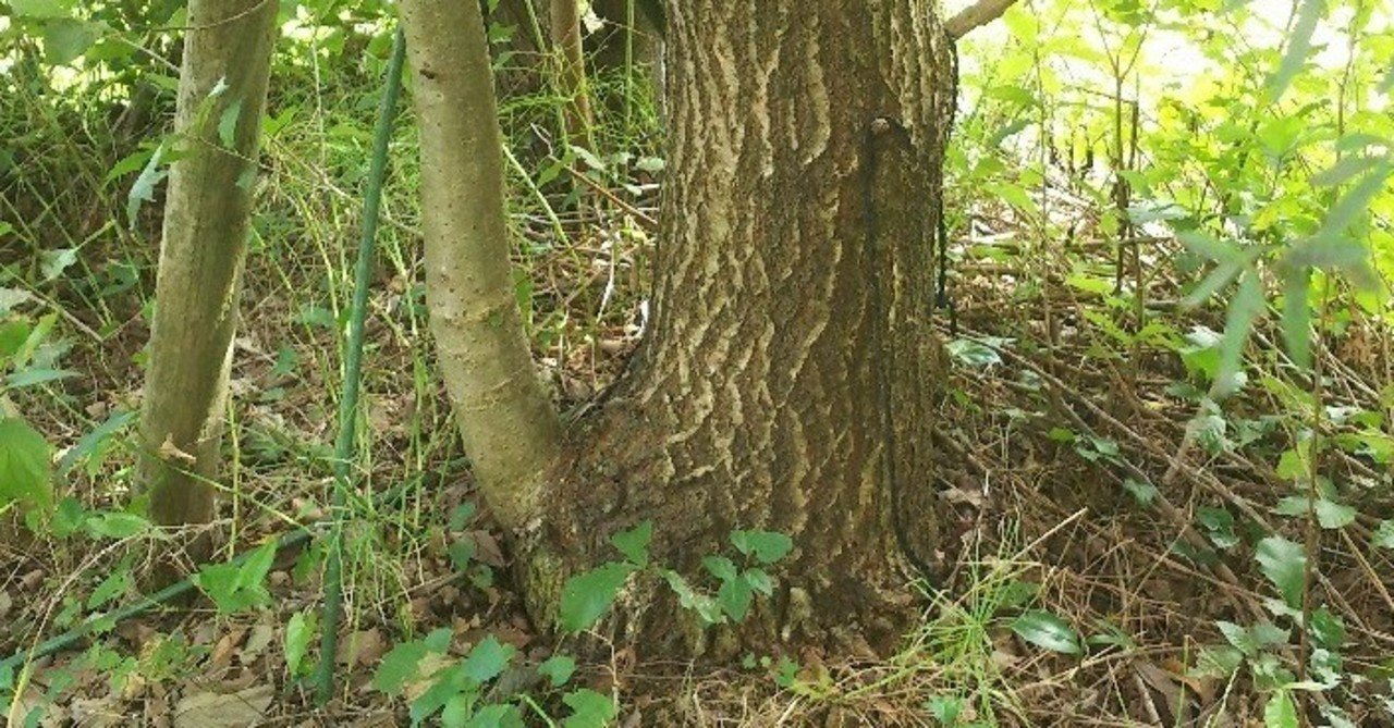 noteはじめました ～わたしについて～｜加戸 成樹 / Naruki Kato｜note