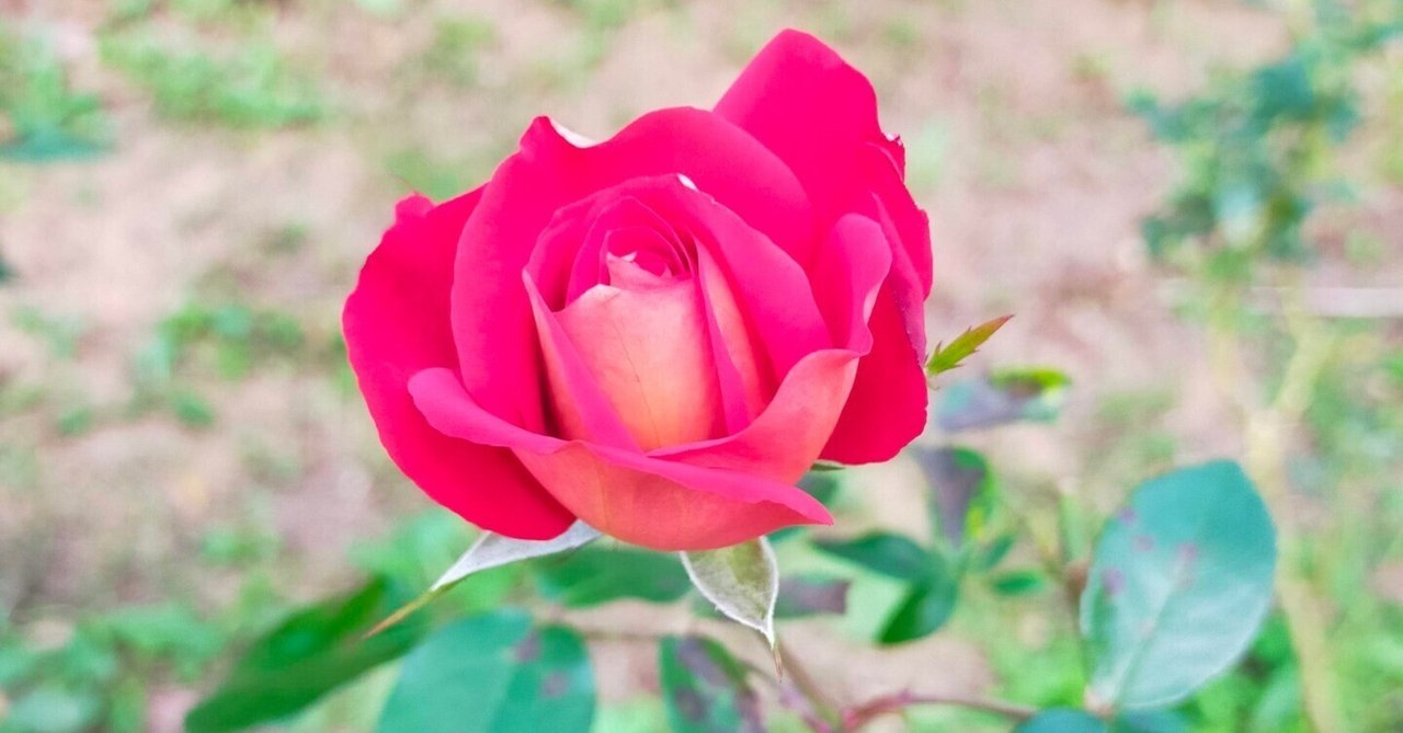 変化｜Yukari｜note