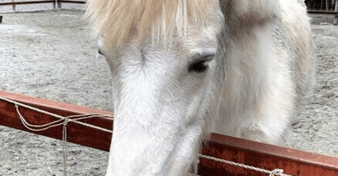 競馬番組･･･鉄の掟 AJCC・東海S2023年結果｜shige｜note