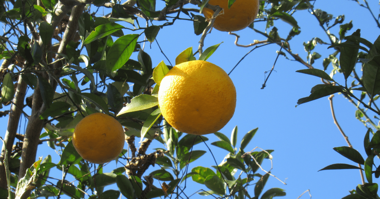 phoenix ubuntu 起動しない｜blue06_2022｜note