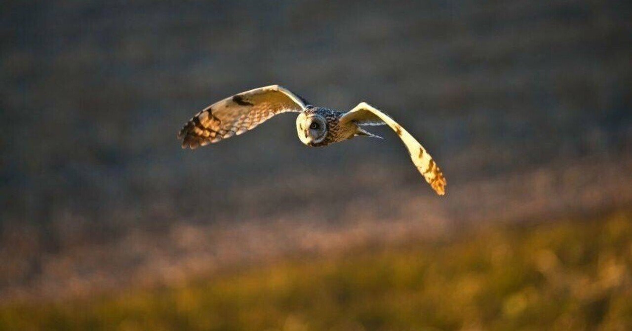 コミミズクが飛来した。｜森埜猩猩 ｜note
