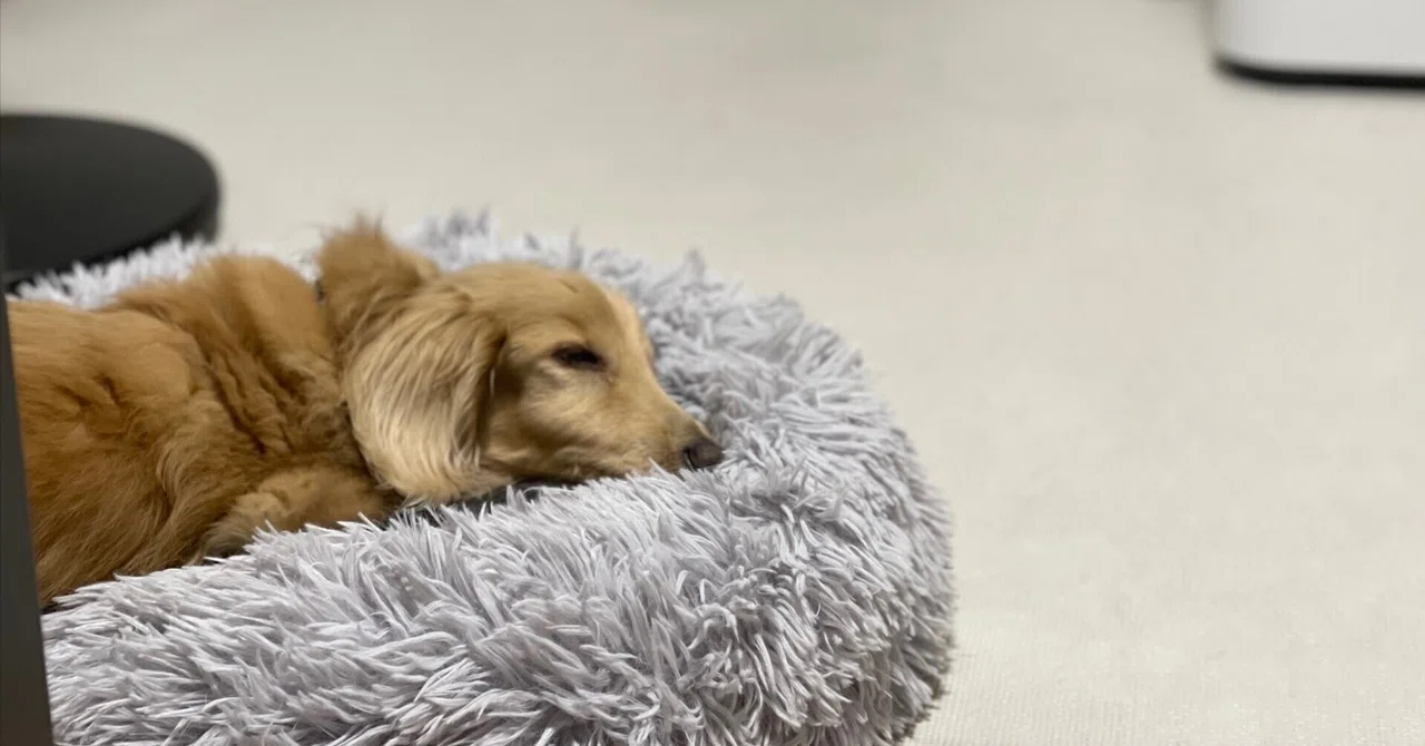 飼い主だけに感じること。飼い主にだけできること。｜life.with.dog_designer | tomo