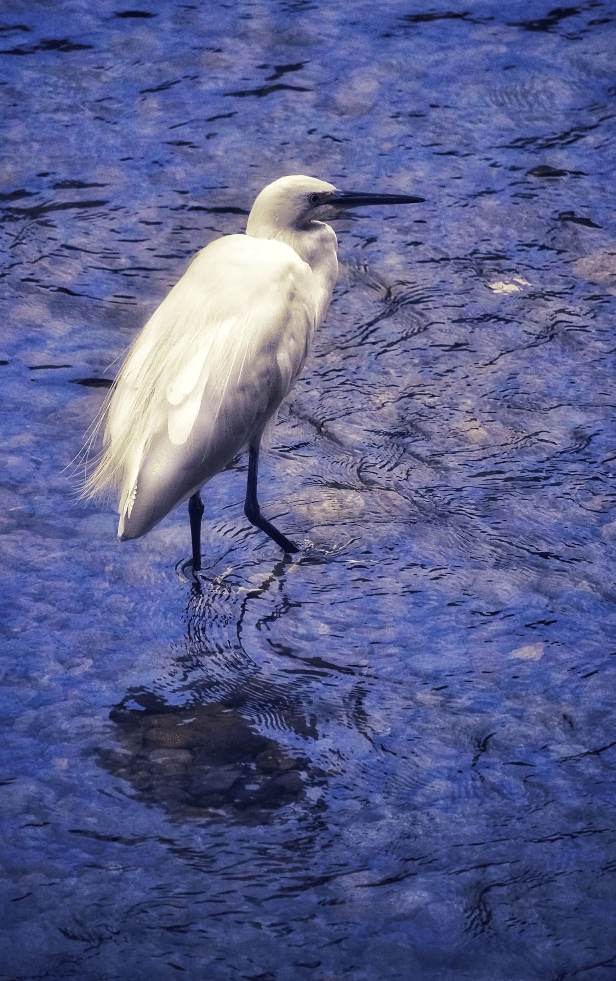 寒｜Yutaka Kano｜note