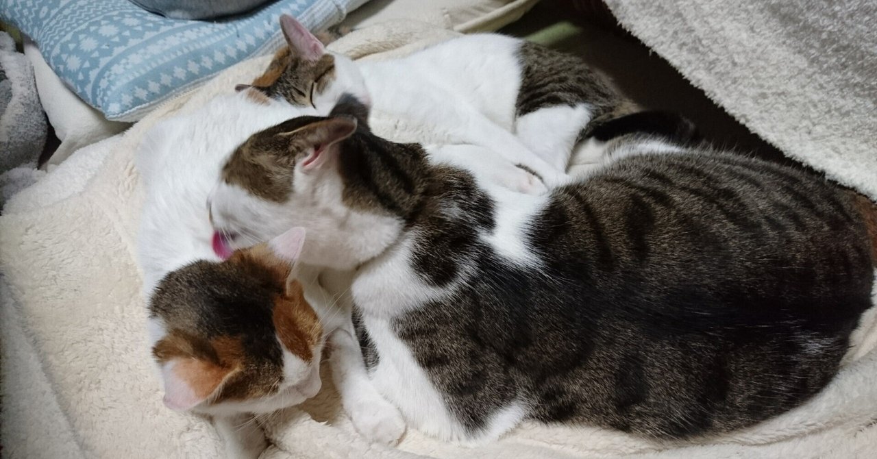 奇跡講座WB実践208 復習188｜(Linp&Ruru)本当の自分を知り、本当の自分として生きる｜note