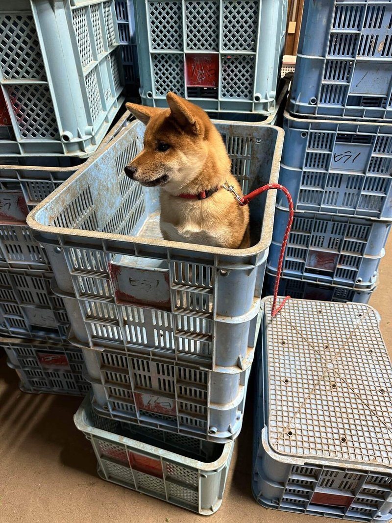 こなつチャンネル(18) こなつ in コンテナ3階建｜NicePapa 平野 尚志｜note