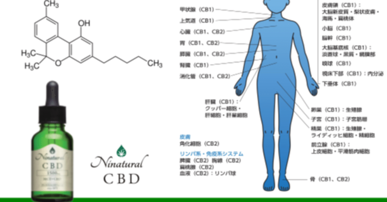 エンドカンナビノイドシステムとは｜ninatural_cbd