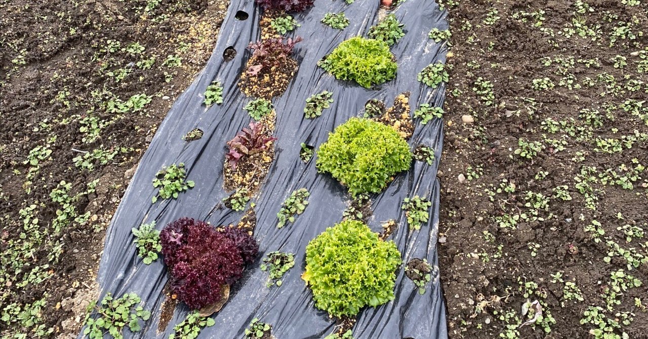 家庭菜園記録2023.1.27 ｜nyao